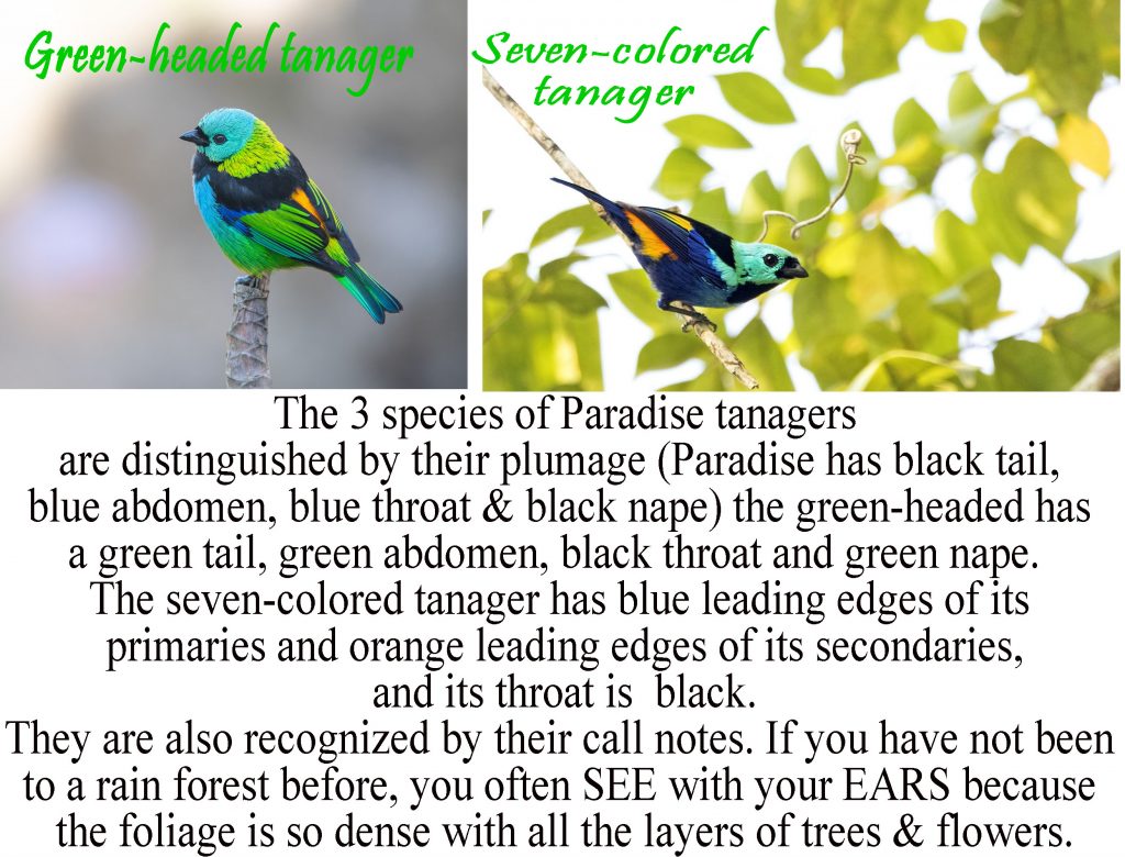Beautiful Tanagers Of South America | Wings of Love
