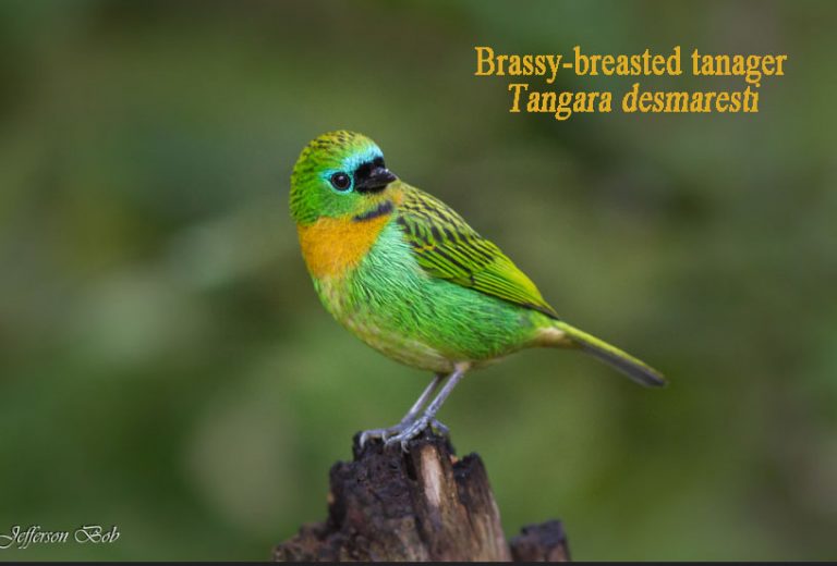 Beautiful Tanagers Of South America | Wings of Love