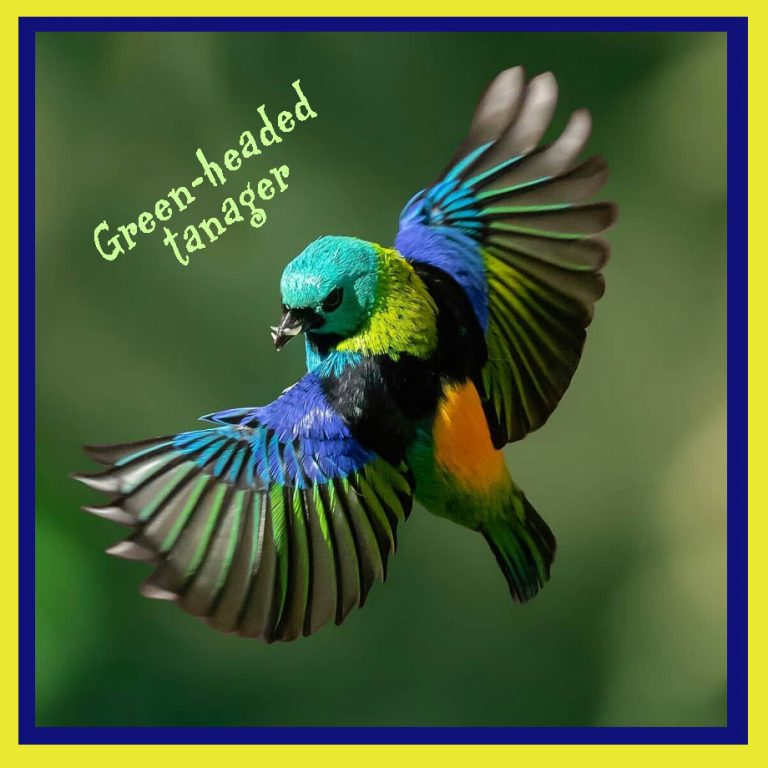 Green-headed tanager | Wings of Love