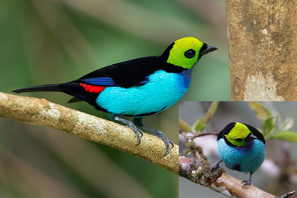 Beautiful Tanagers Of South America | Wings of Love