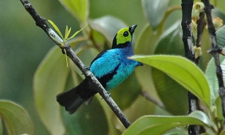 Beautiful Tanagers Of South America | Wings of Love