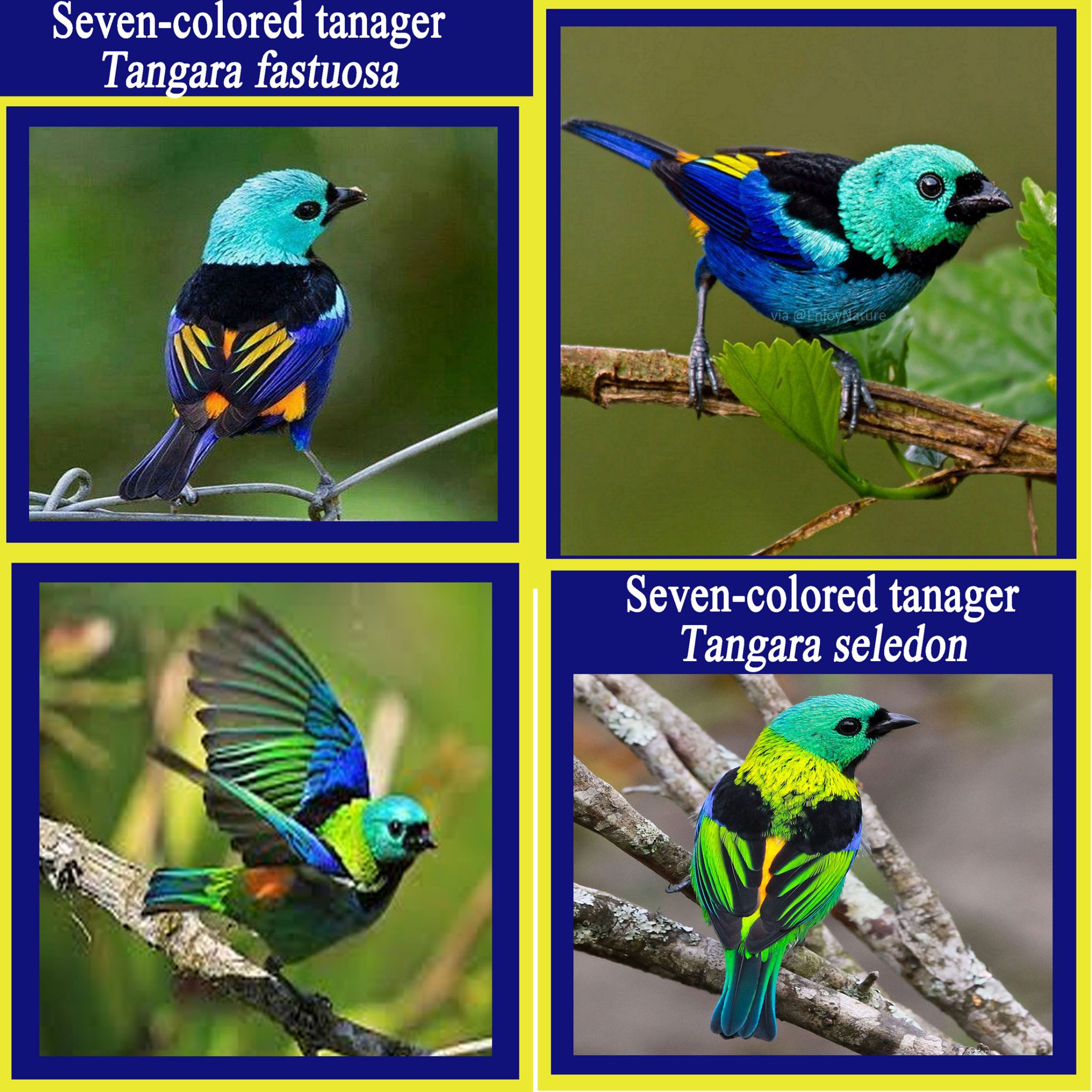 Seven-colored tanagers | Wings of Love